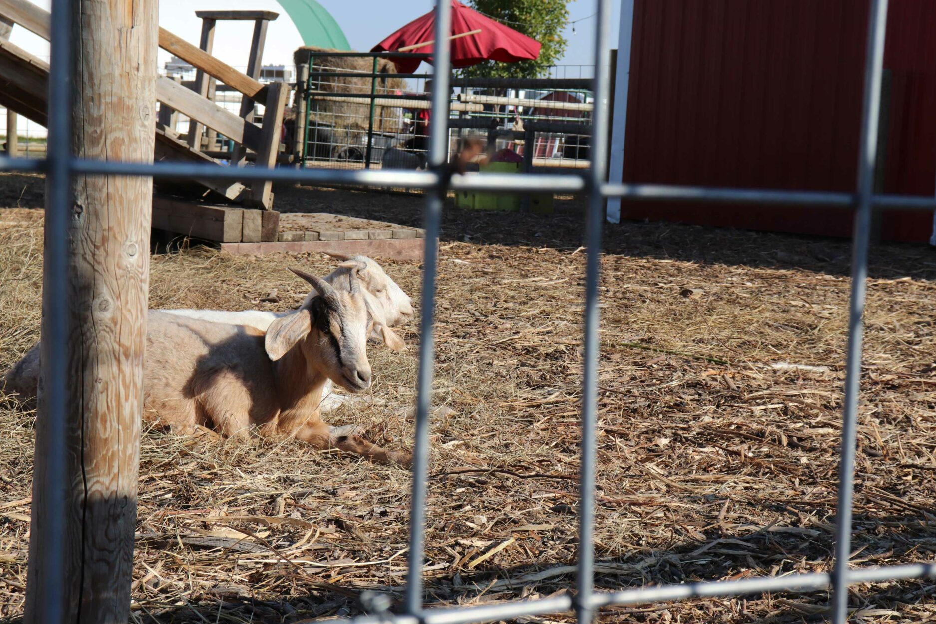 Calgary Farmyard: Fall Family Fun | %%sitename%%